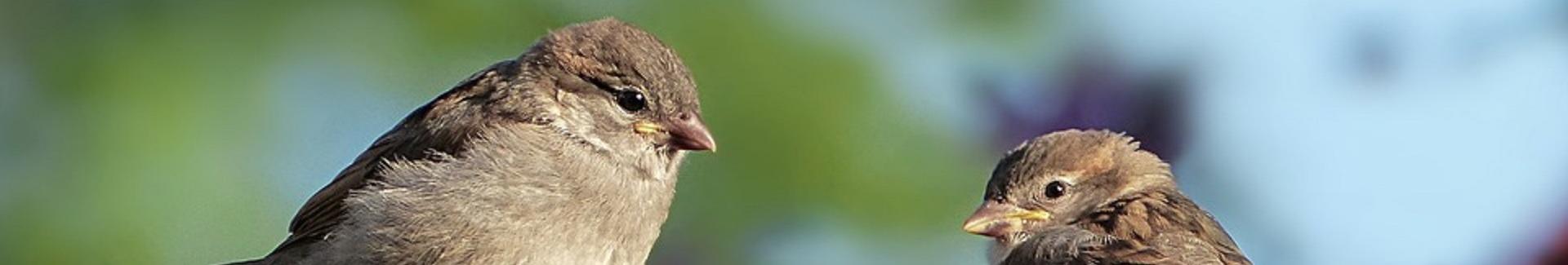 Lezing "Huismussen" | Ukkel